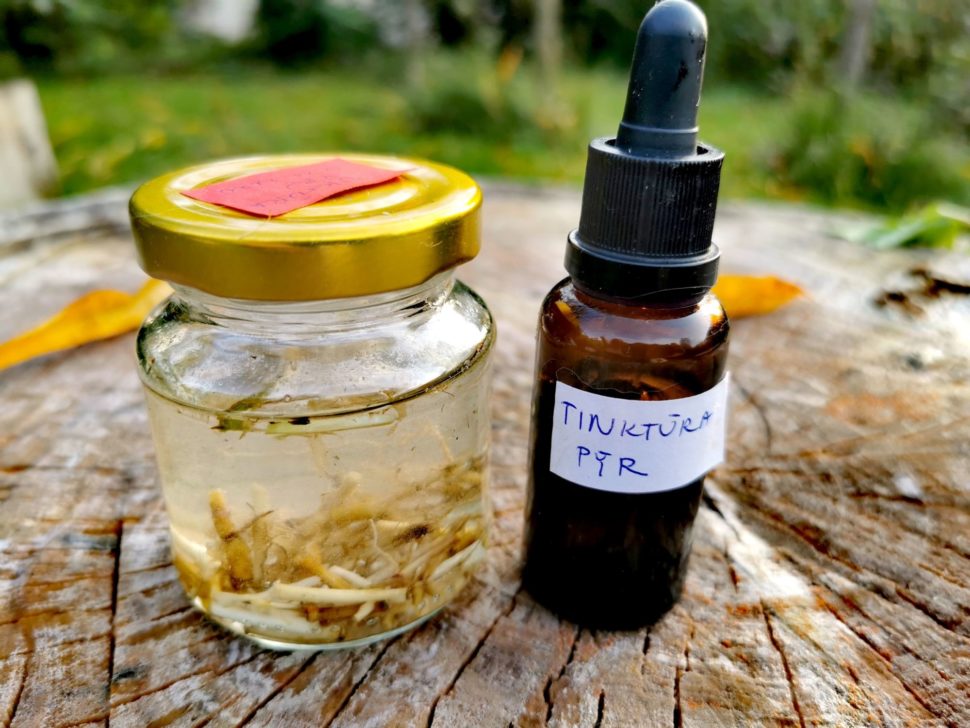 Zber koreňov bylín | Ida Petrovičová