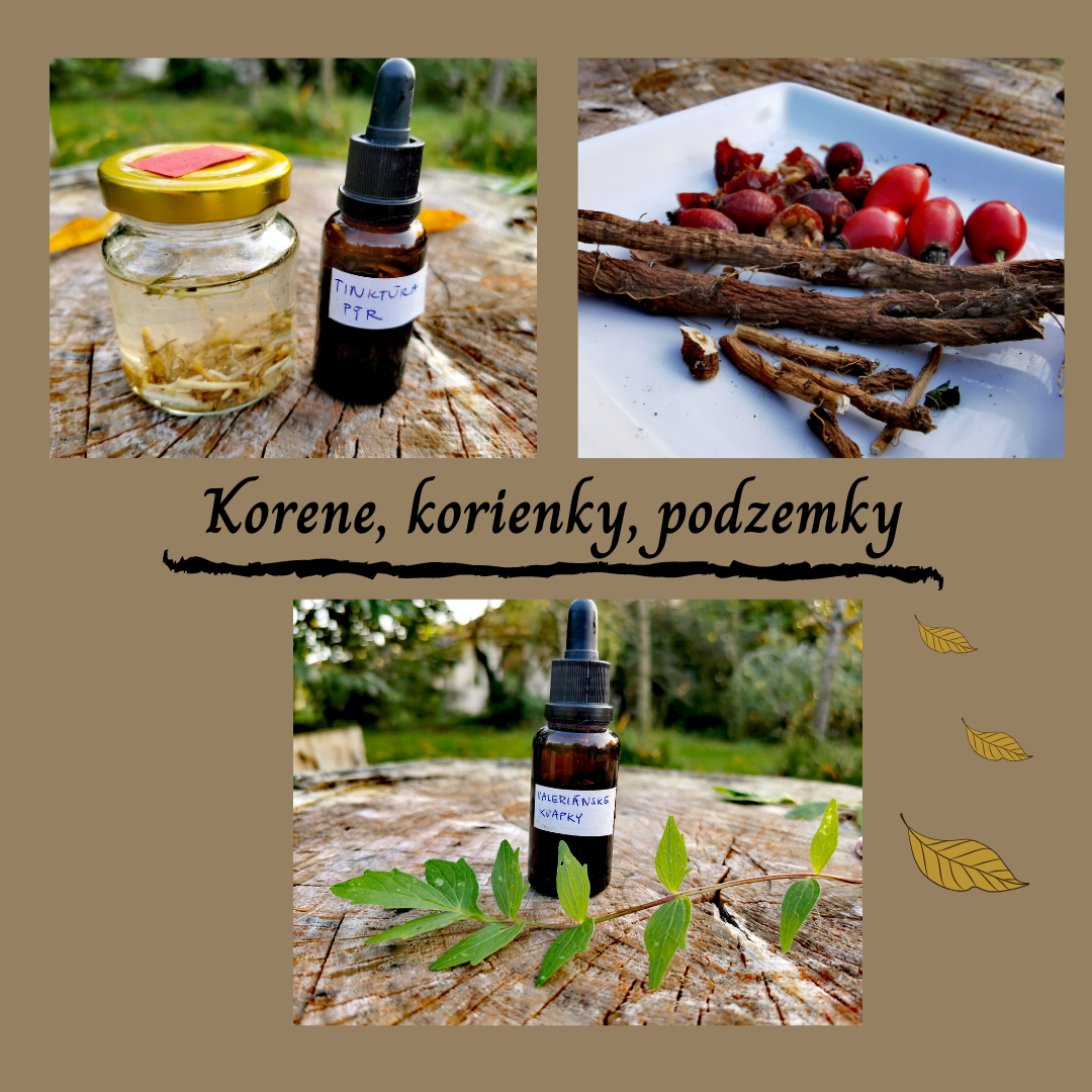 Zber liečivých koreňov bylín